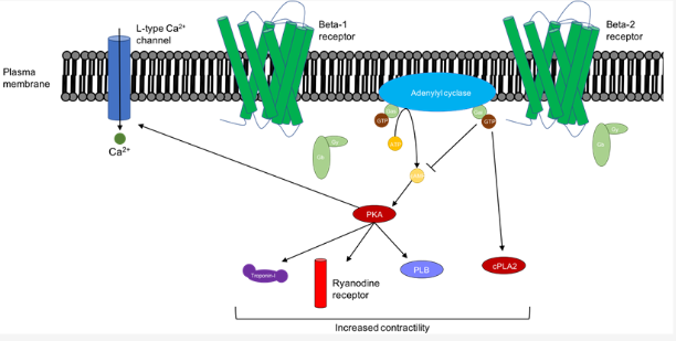 Journal of Pharmacology & Clinical Research (JPCR) | Juniper Publishers